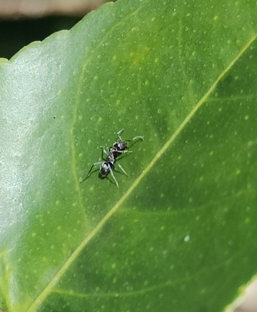 Rainbow, Tyrant, and Meat Ants from Summerholm QLD 4341, Australia on ...