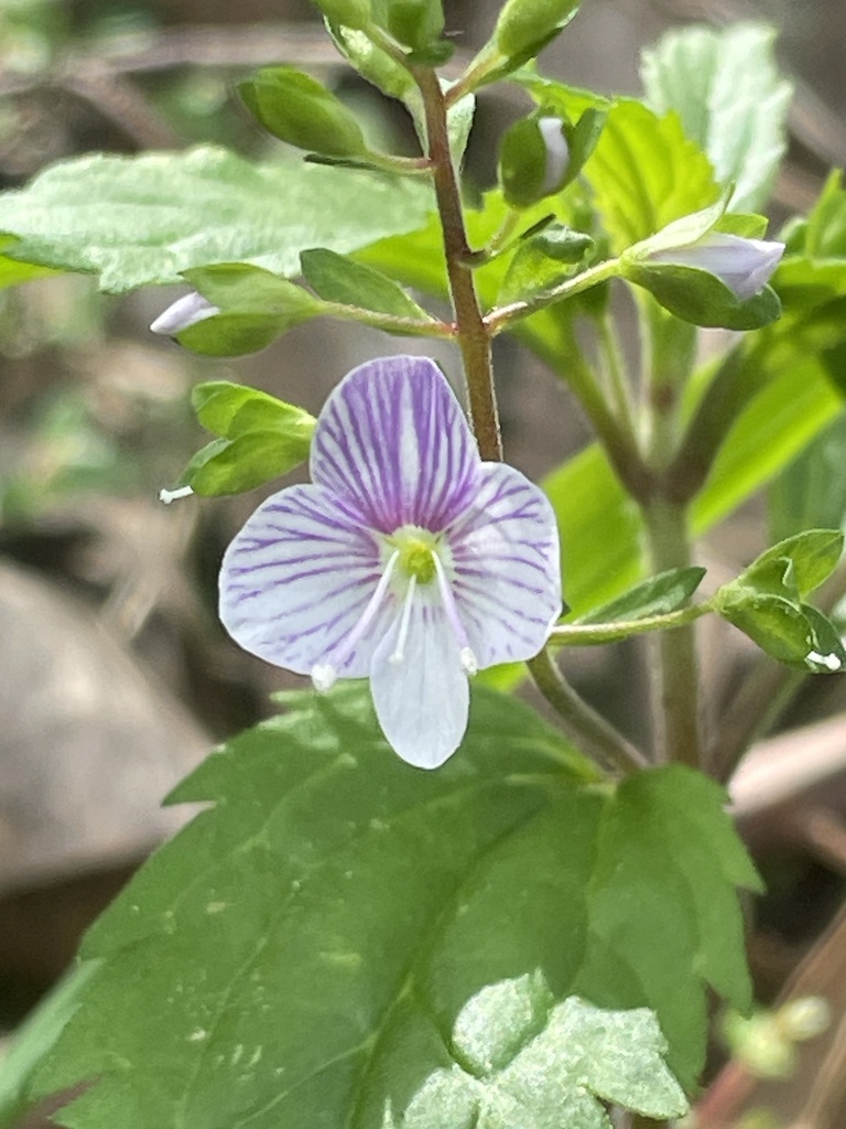 forest speedwell from Dandenong Ranges National Park, Tremont, VIC, AU ...