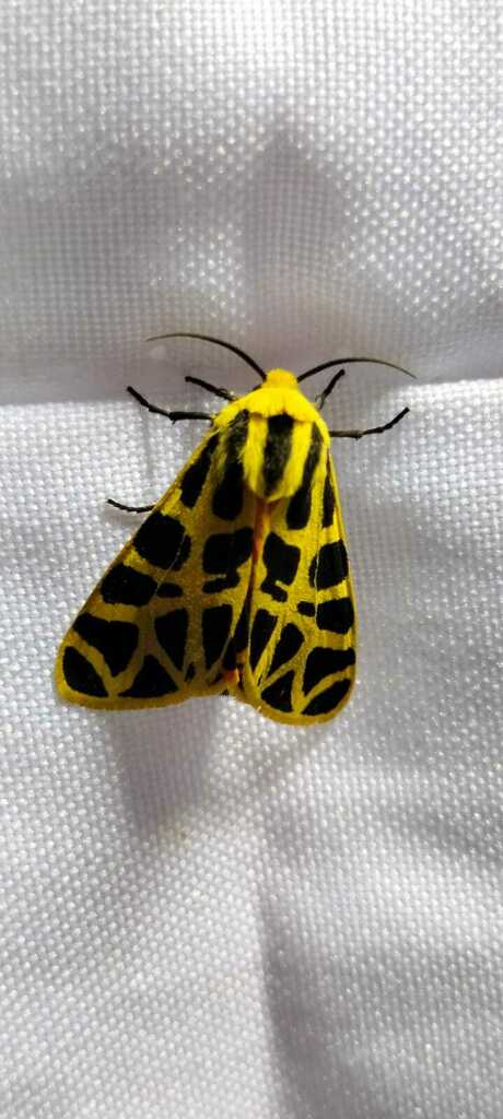 Mexican Tiger Moth from Universidad, Puerto Escondido, Oax., México on ...