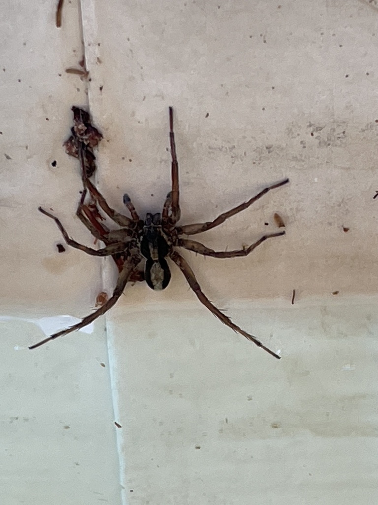 Wolf Spiders from Upper Sweetwater Creek Reserve, Frankston South, VIC ...