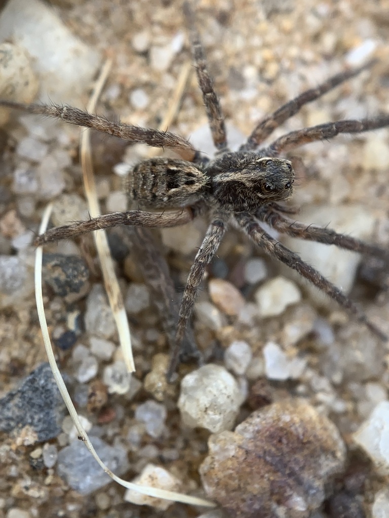 Wolf Spiders from Greater Bendigo National Park, Spring Gully, VIC, AU ...