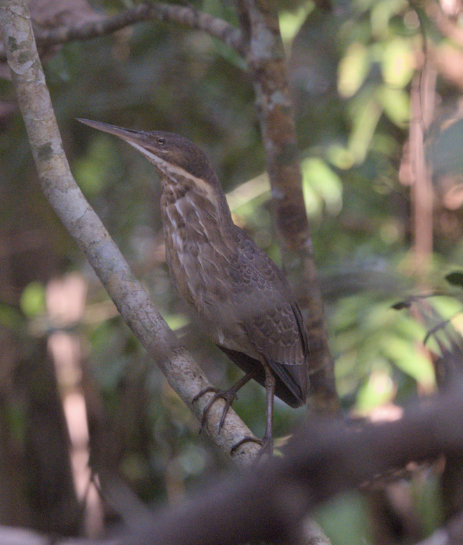 Black Bittern from Cairns QLD, Australia on November 5, 2023 at 03:18 ...