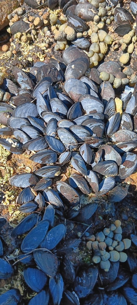 Black Mussels from City of Bayside, VIC, Australia on November 5, 2023 ...