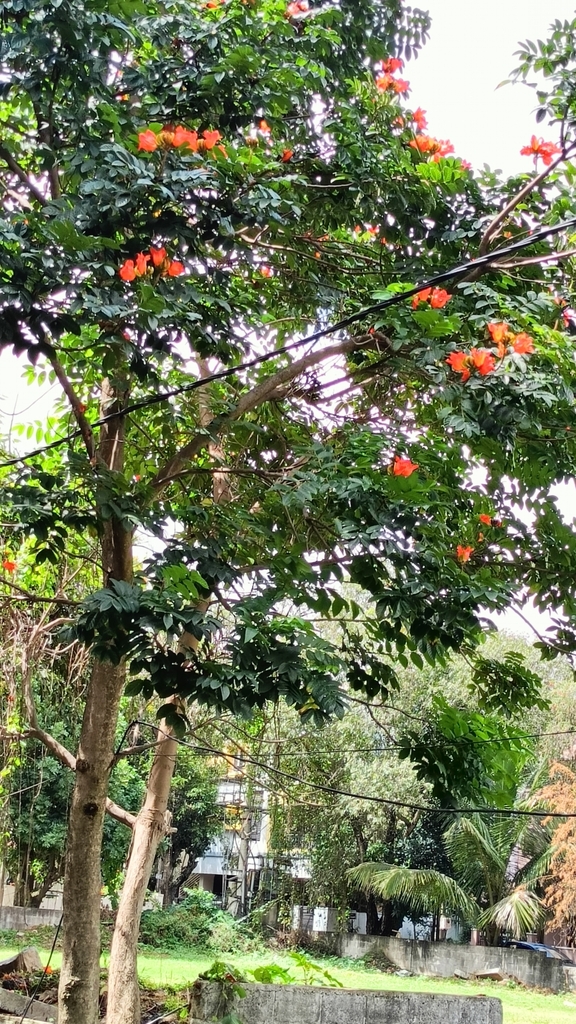 African tulip tree from 45, Ramanshree Nagar, Mahaganapathy Nagar ...