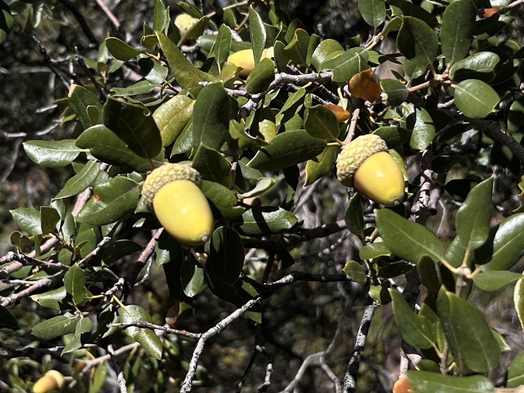 canyon live oak from Mount San Jacinto State Park And Wilderness ...