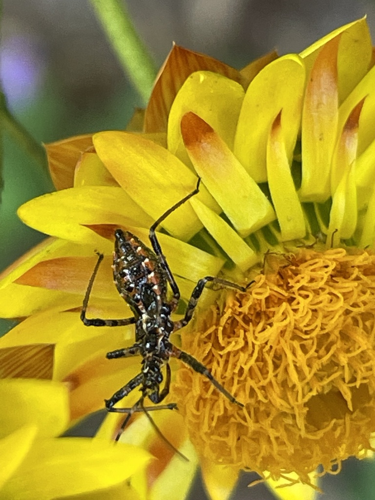 Orange Assassin Bug from Jeremy Way, Frankston South, VIC, AU on ...