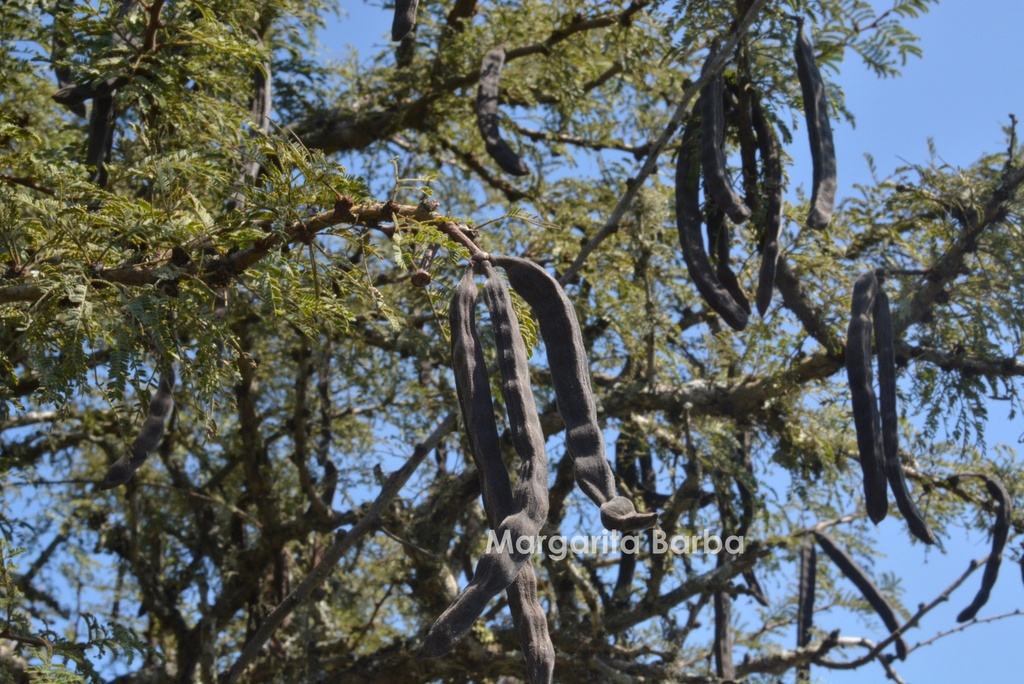 Schaffner's acacia from Llera, Tamps., México on September 03, 2016 at ...
