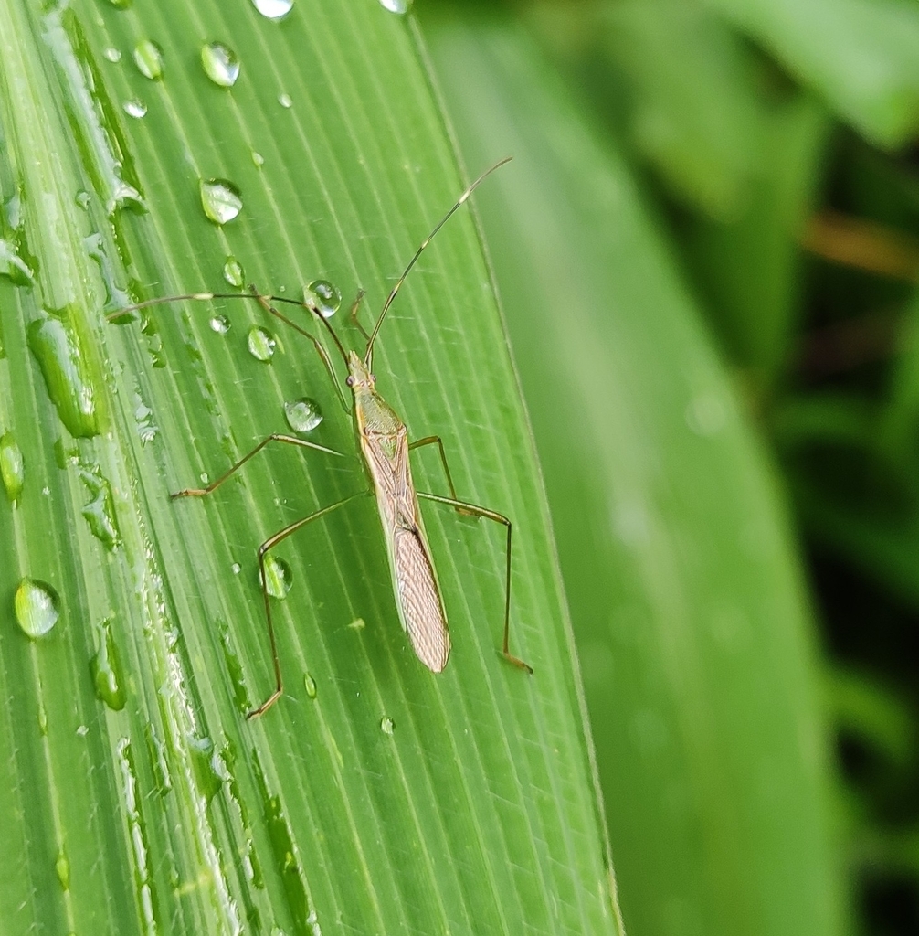 Paddy Bug from 2H9F+P6J, Ashwath Nagar, Armane Nagar, Bengaluru ...