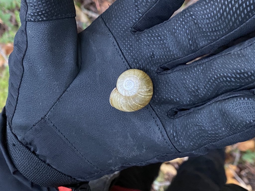 Robust Lancetooth Snail from Morello Rd, Nanoose Bay, BC, CA on October ...