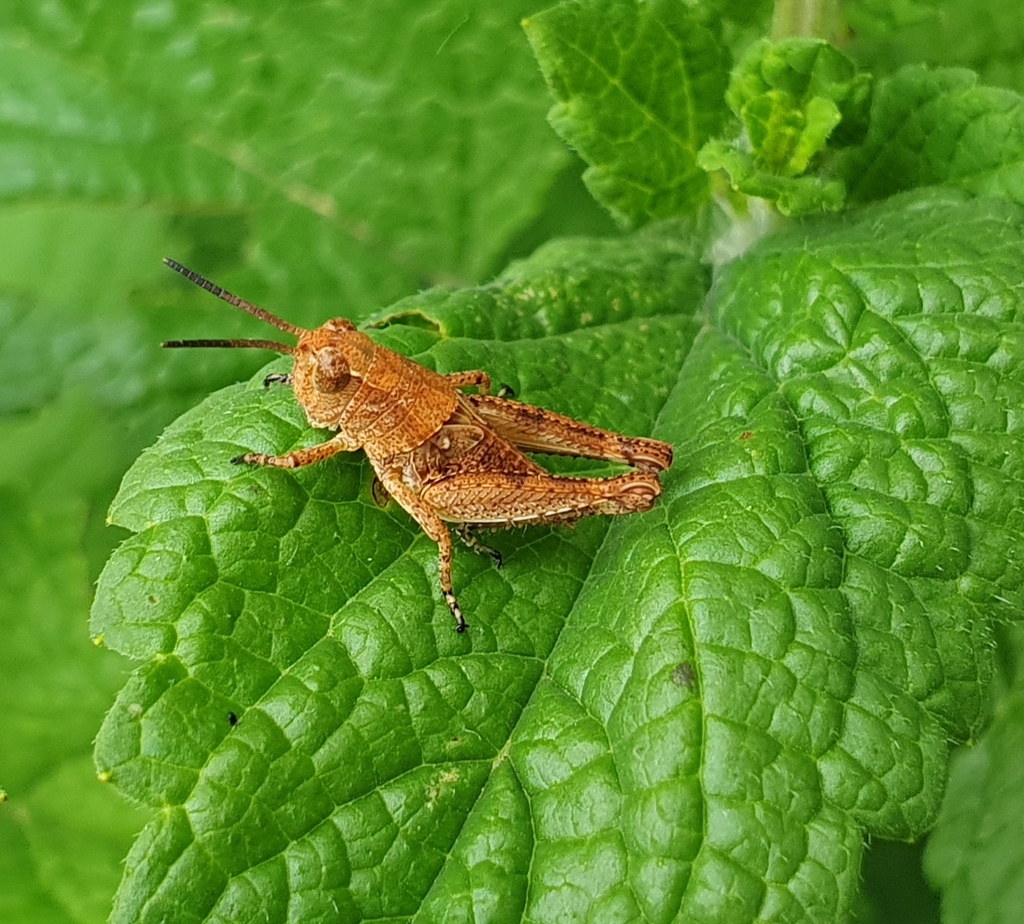 Wingless Grasshopper from Burra NSW 2620, Australia on November 5, 2023 ...