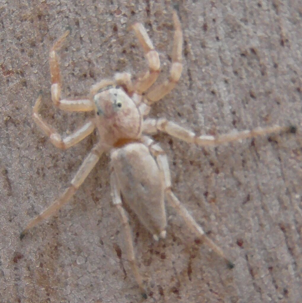 Flat-white Jumping Spider from Watsonville QLD 4887, Australia on ...