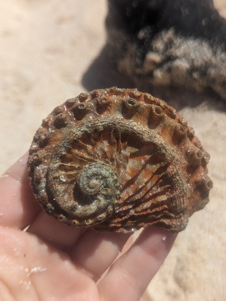 staircase abalone from Rottnest Island WA 6161, Australia on November 5 ...