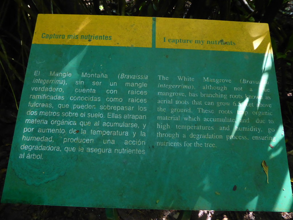 Bravaisia integerrima from Puntarenas, CR on November 26, 2016 at 05:42 ...