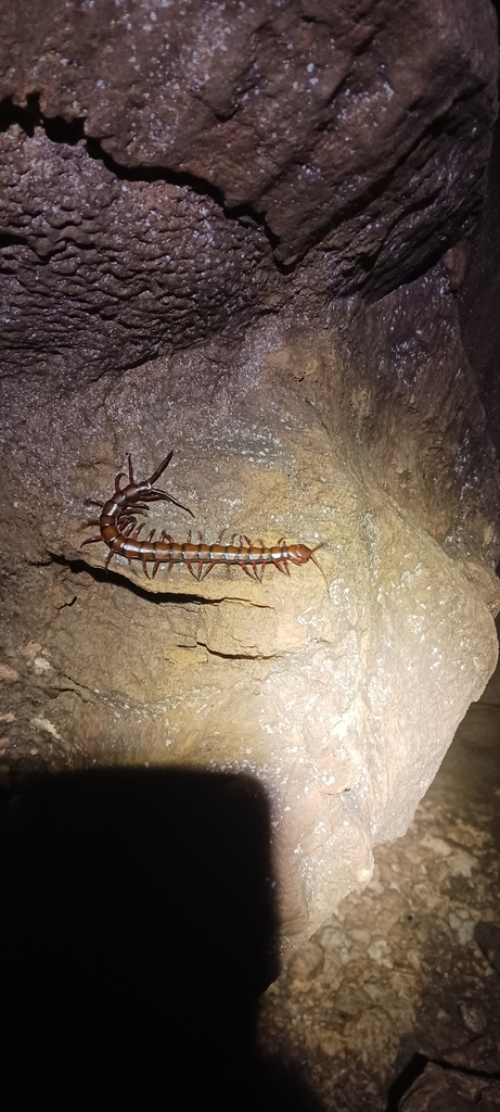 Pacific Giant Centipede from 5CJH+3CV, Walkes Spring, Barbados on ...