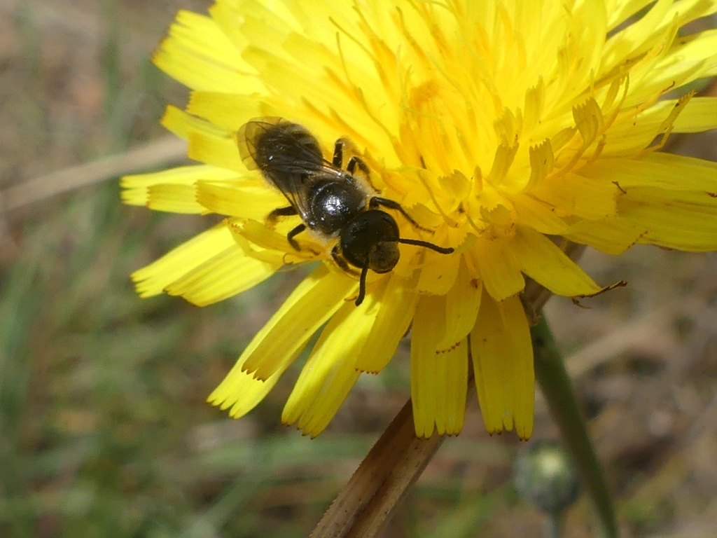 Woolly Sweat Bee from Burra NSW 2620, Australia on November 5, 2023 at ...