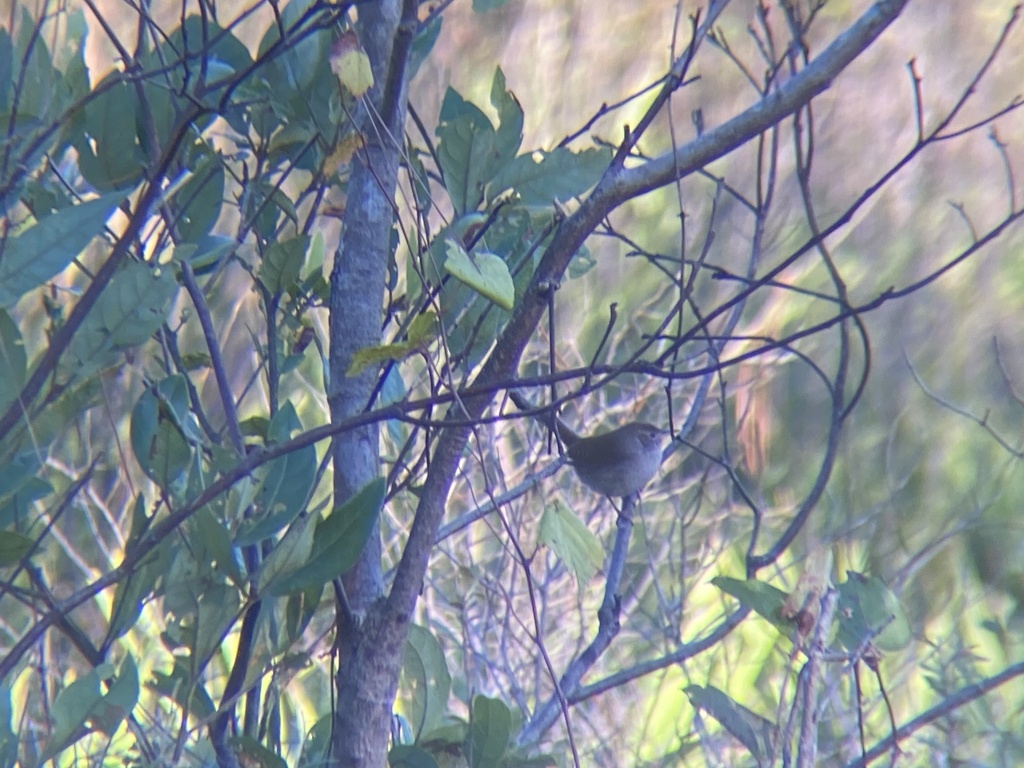 House Wren from Valdosta, GA, US on November 4, 2023 at 05:43 PM by Ali ...