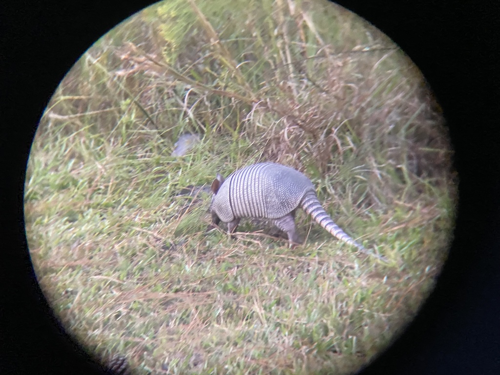 Nine-banded Armadillo from Valdosta, GA, US on November 4, 2023 at 06: ...