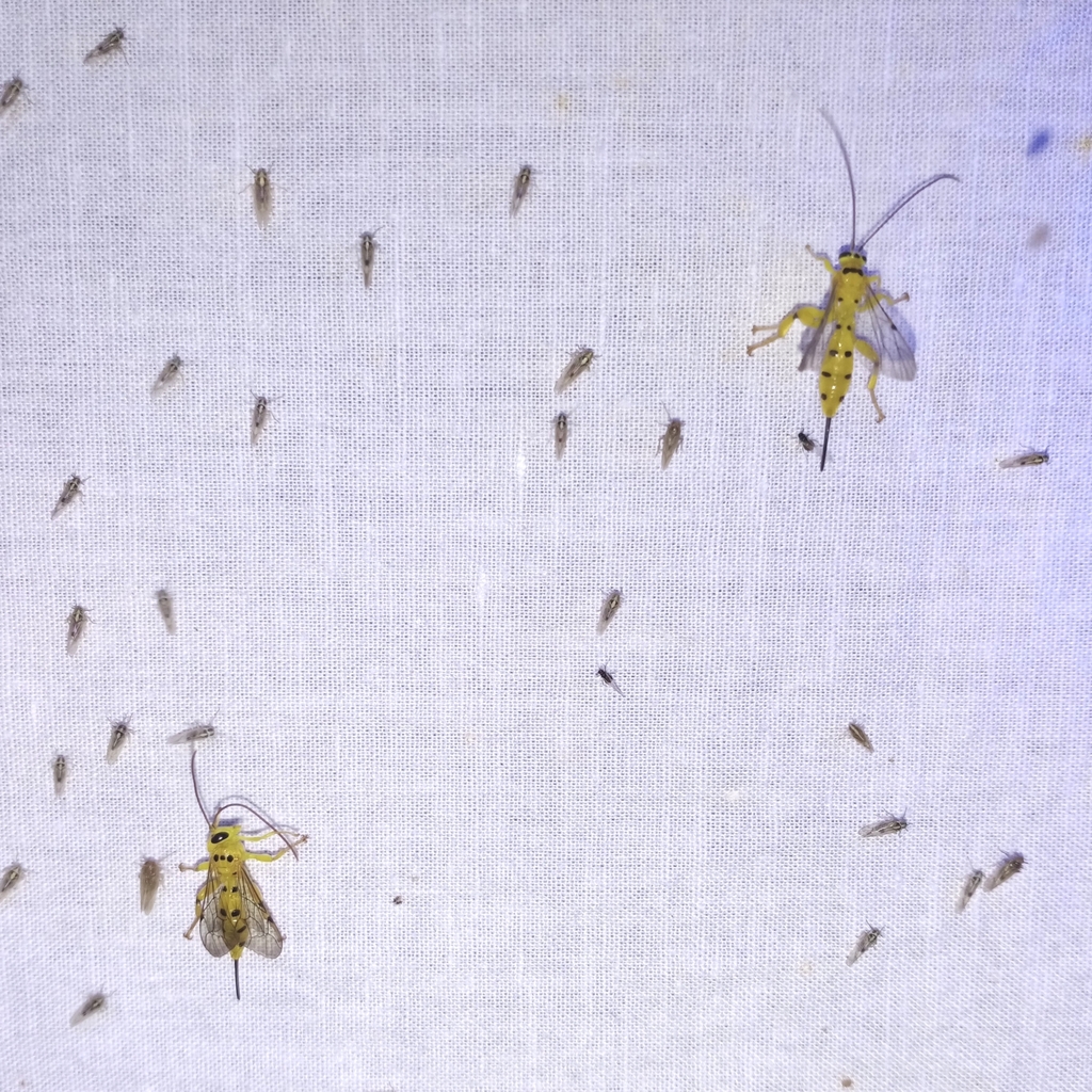 Xanthopimpla from Barabagan, Purba Barisha, Kolkata, West Bengal, India ...