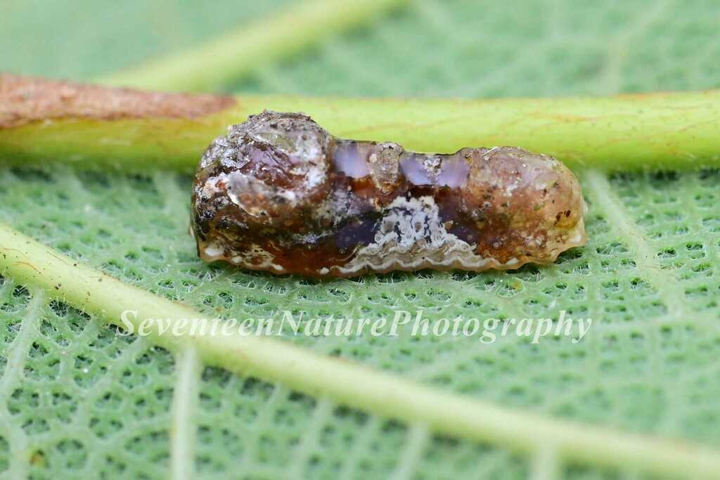 Phauda triadum from 中国江苏省南京市玄武区 on November 3, 2023 at 09:29 PM by 石柒 ...