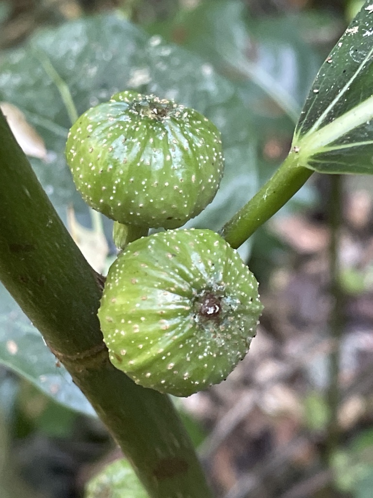 hauli tree from Kaohsiung, TW-KH, TW on November 5, 2023 at 12:42 PM by ...