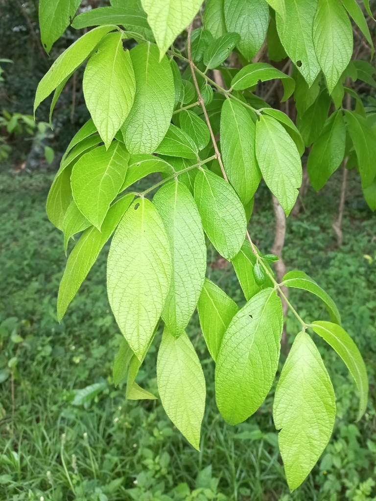 Velvet Bushwillow from Montford, Chatsworth, 4132, South Africa on ...