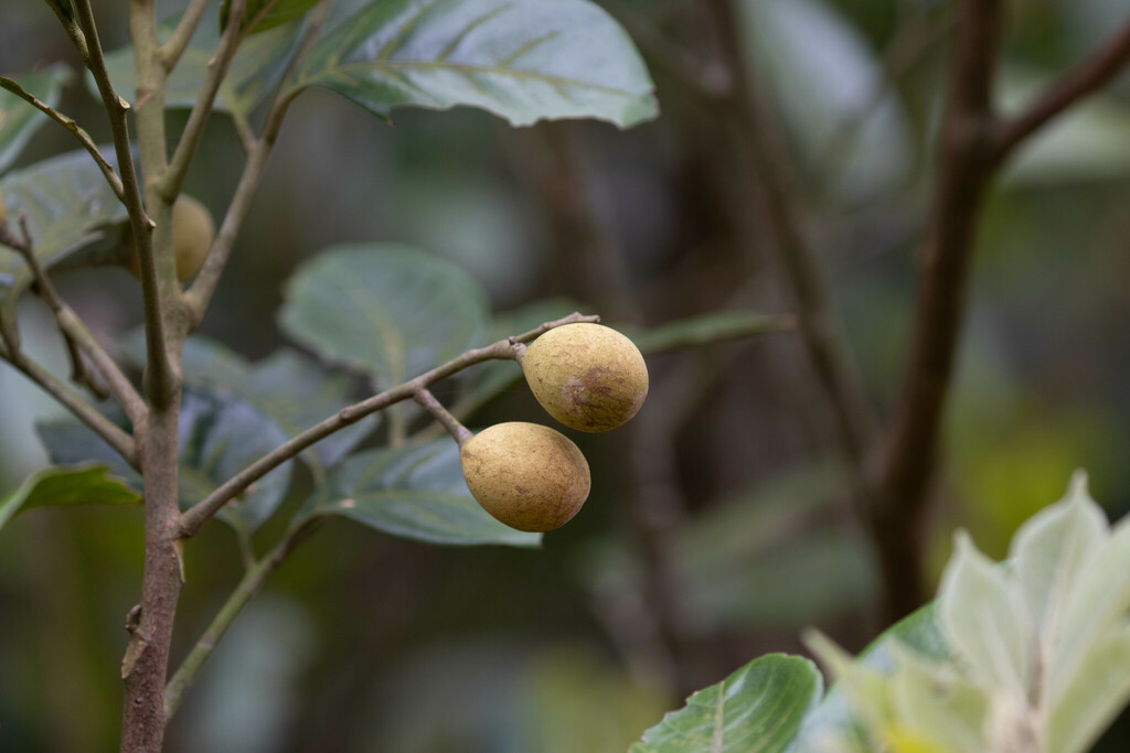Aglaia rimosa in May 2023 by 曾以信 · iNaturalist