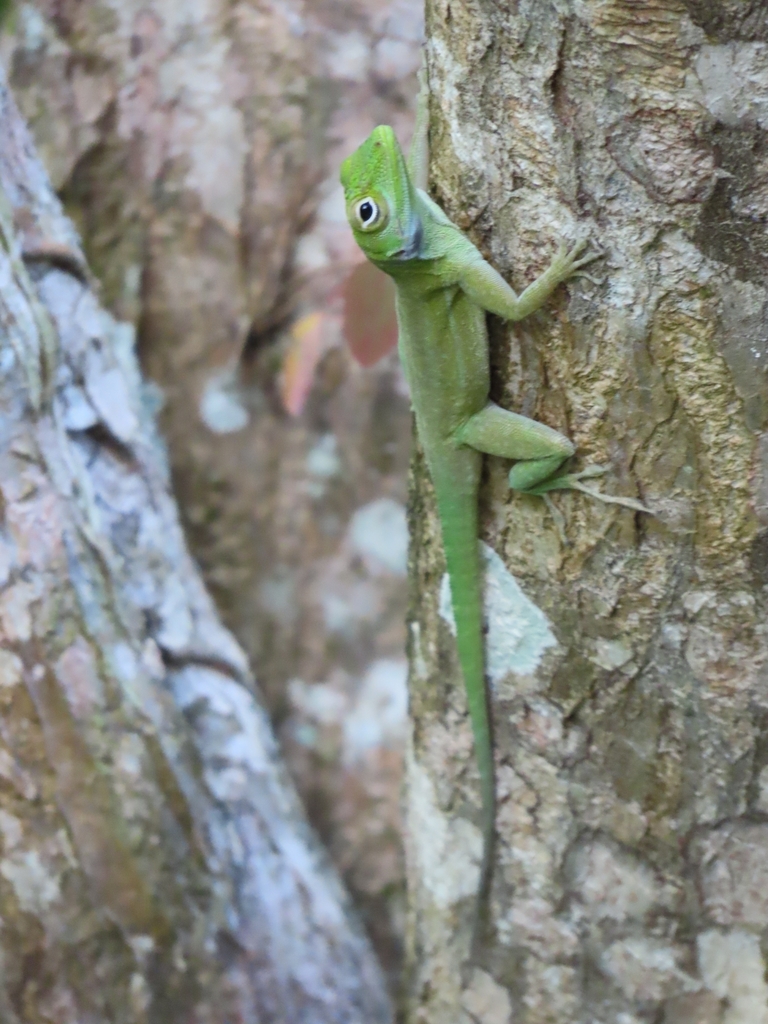 Emerald anole from Mula, Aguas Buenas 00703, Puerto Rico on November 5 ...
