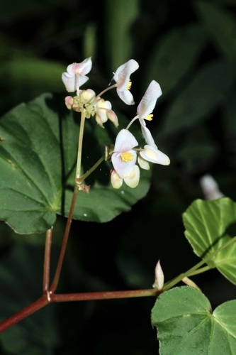 Begonia toledana · NaturaLista Colombia