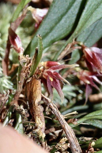 Anathallis funerea · NaturaLista Colombia