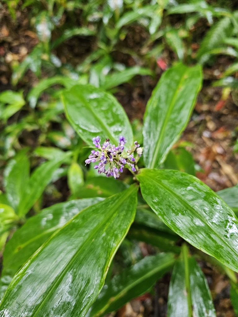 Pollia macrophylla from Currumbin QLD 4223, Australia on November 5 ...