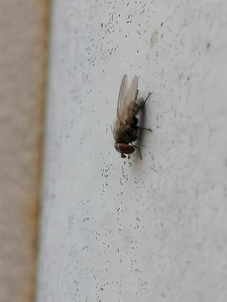 Houdini Fly from 08905 L'Hospitalet de Llobregat, Barcelona, España on ...