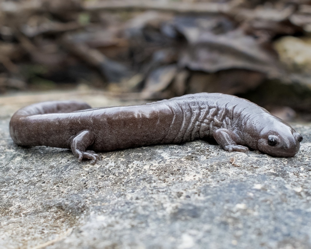Streamside Salamander in December 2022 by Alex Romer · iNaturalist