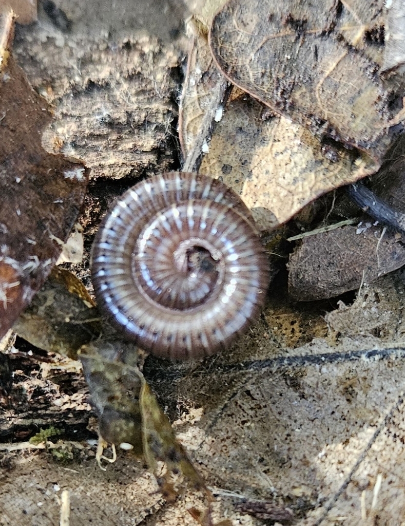 Parajulid Millipedes from Wetumpka, AL 36093, USA on November 5, 2023 ...