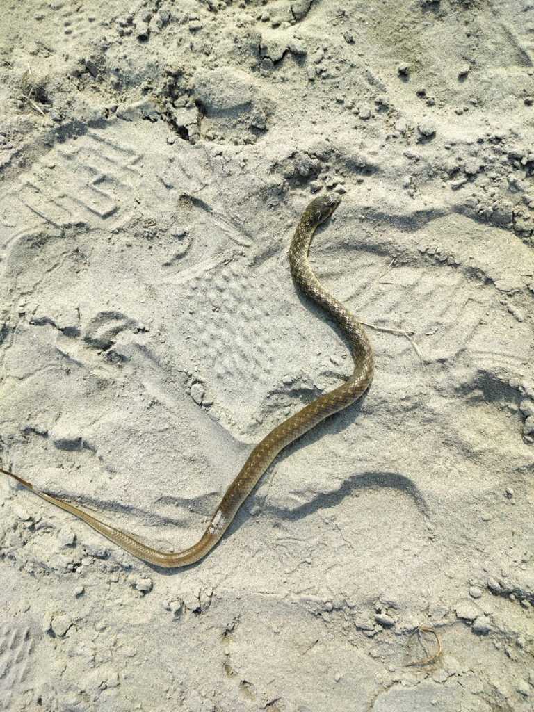 Chequered Keelback from Assam 783375, India on November 5, 2023 at 01: ...