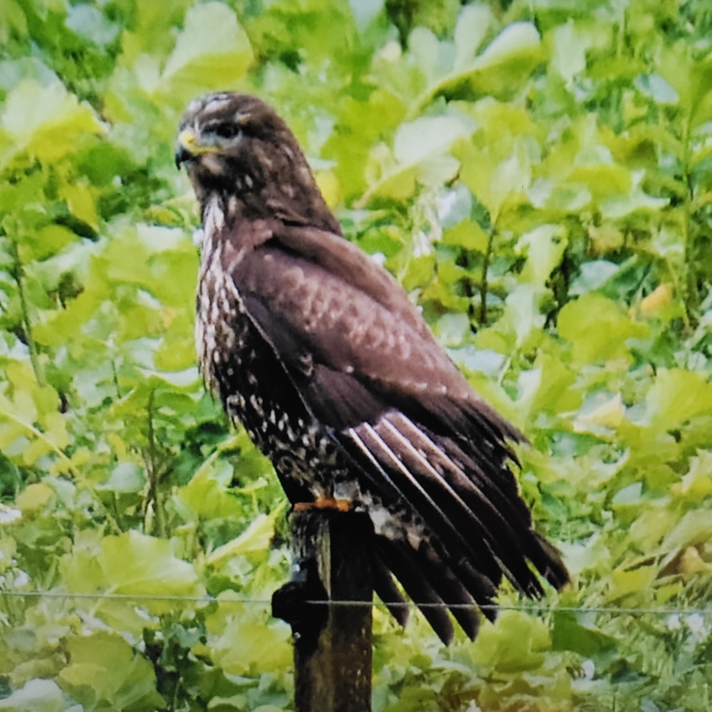 Common Buzzard from 8370 Hadsten, Danmark on November 5, 2023 at 04:10 ...