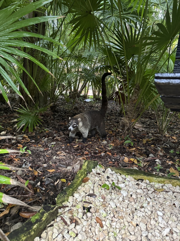 White-nosed Coati from 001, Playa del Carmen, Q. Roo., MX on November 3 ...