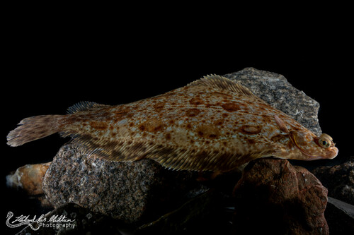 Lemon Sole (Microstomus kitt) · iNaturalist