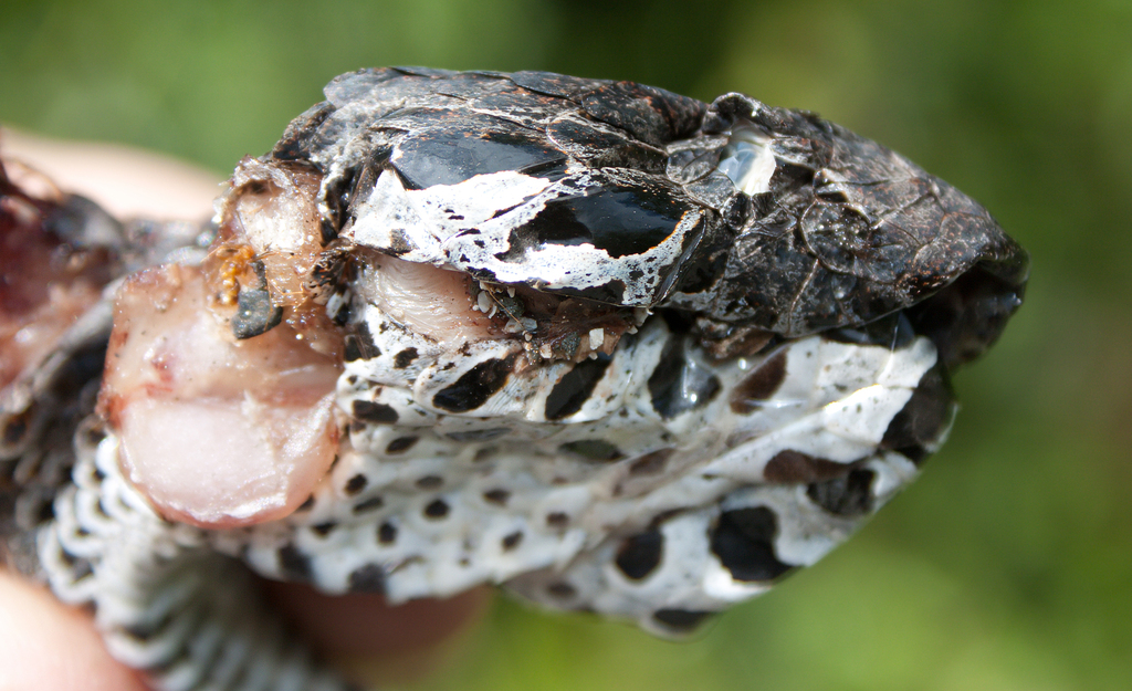 New Guinea Death Adder from Bogia District, Papua New Guinea on ...