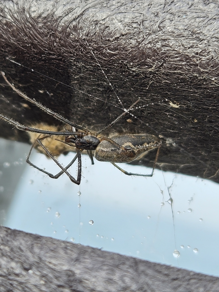 Elongate Stilt Spider from Marion Township, OH 45840, USA on November 5 ...