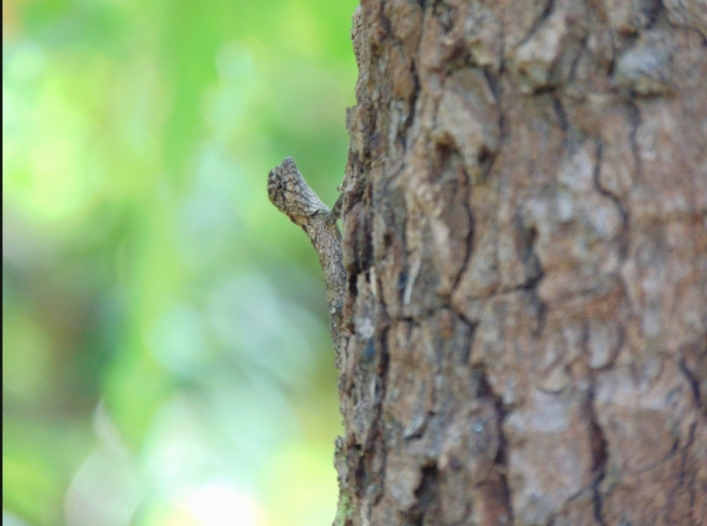 Myanmar Blue Crested Lizard from Hpa-An on November 1, 2023 by Min ...