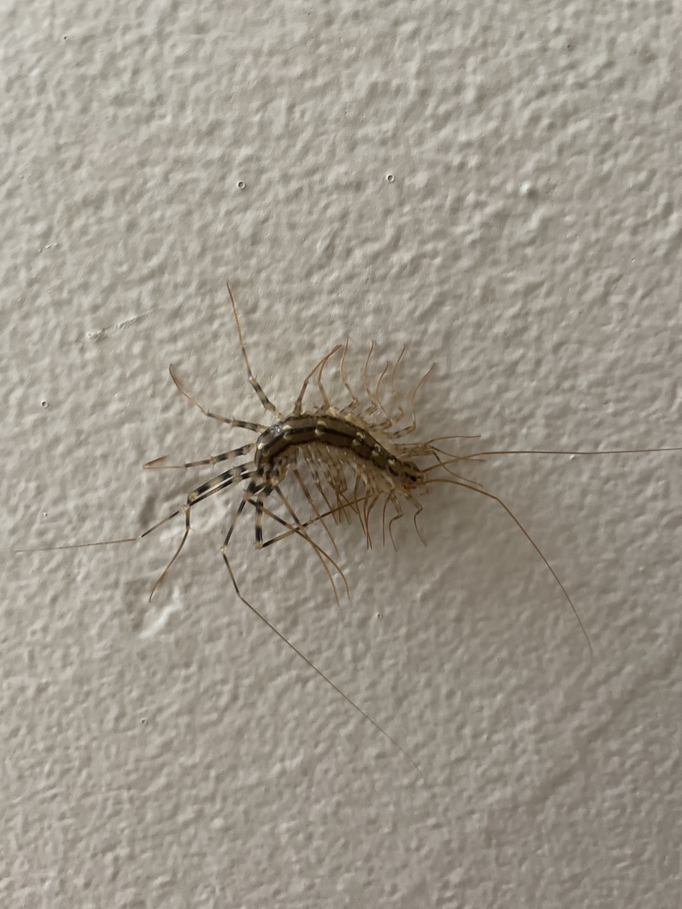 House Centipede from E College Ave, Appleton, WI, US on November 5 ...
