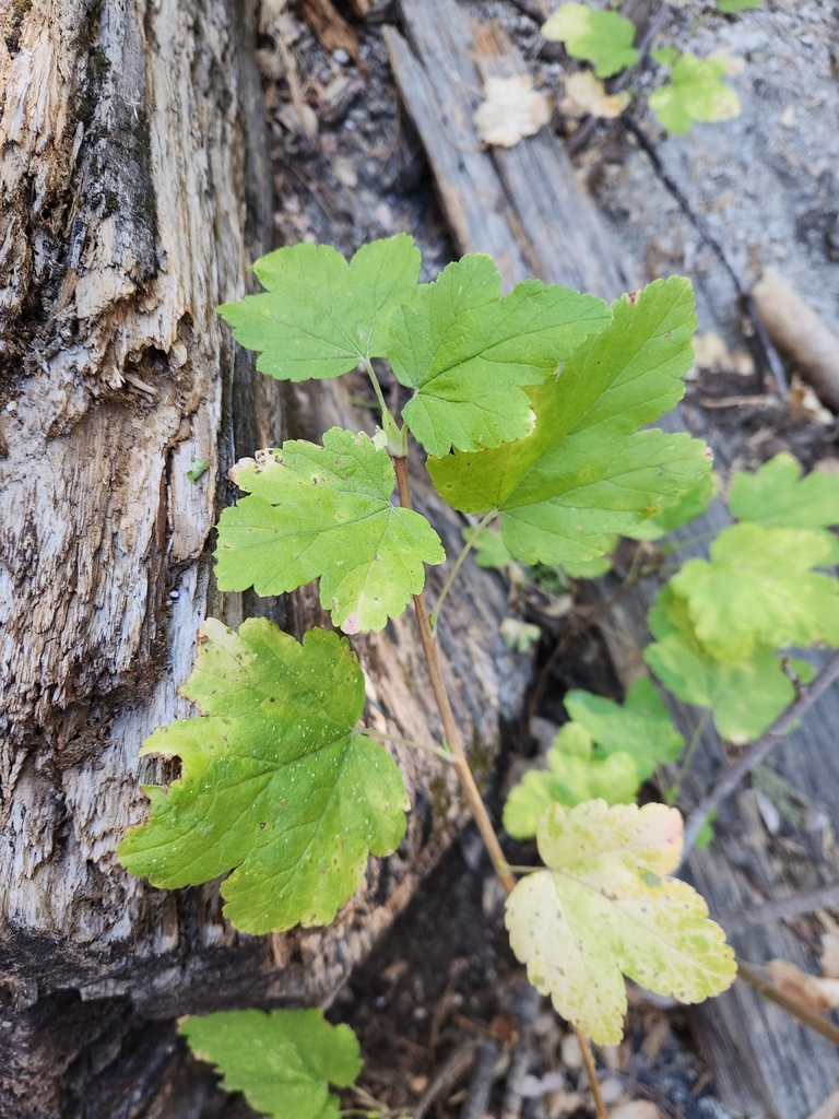 mountain pink currant from San Bernardino National Forest, Riverside ...