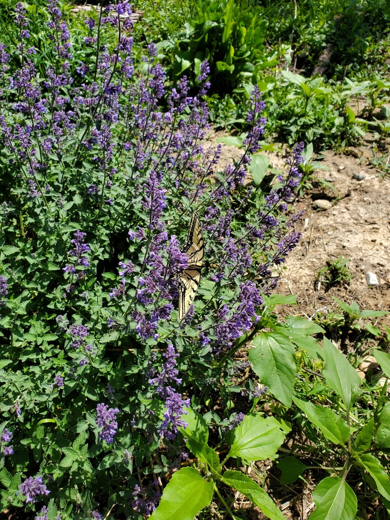 Two-tailed Swallowtail from WATTENBURG, CO 80621, USA on June 6, 2023 ...