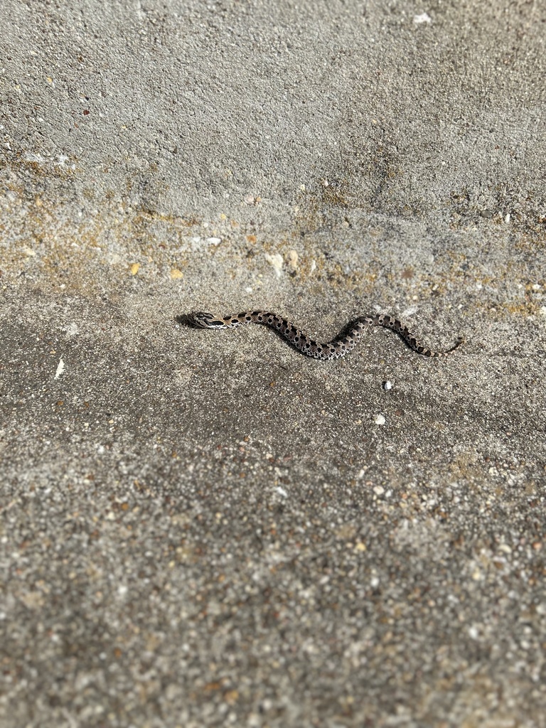Eastern Hognose Snake from Waco Lake, Waco, TX, US on November 5, 2023 ...