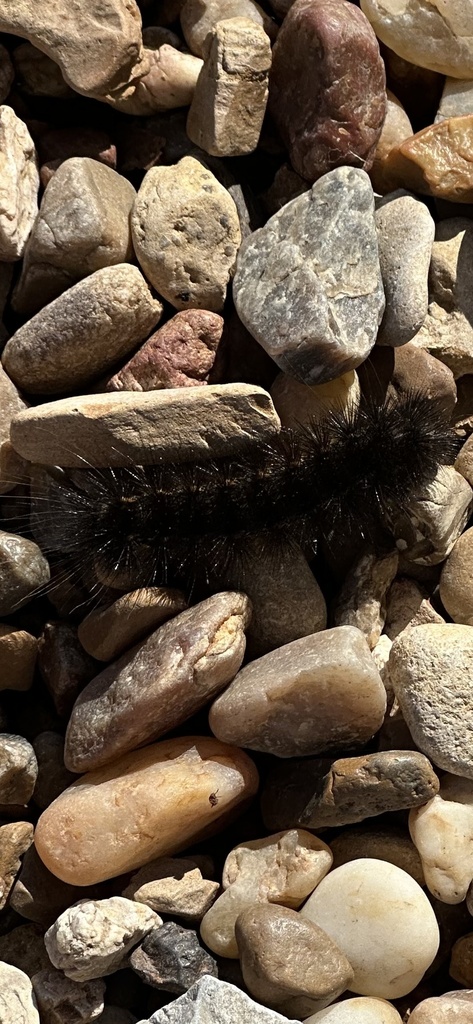 Giant Leopard Moth from McKissick Meadows Rd, Princeton, TX, US on ...