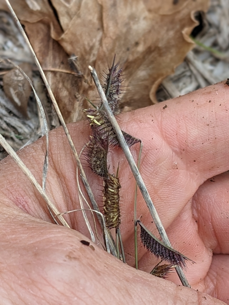 hairy grama in November 2023 by atlasmira. Short bunch grass in ...