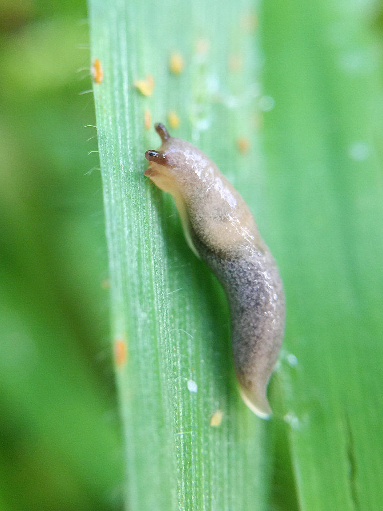Milky Slug in April 2016 by Emily Han · iNaturalist