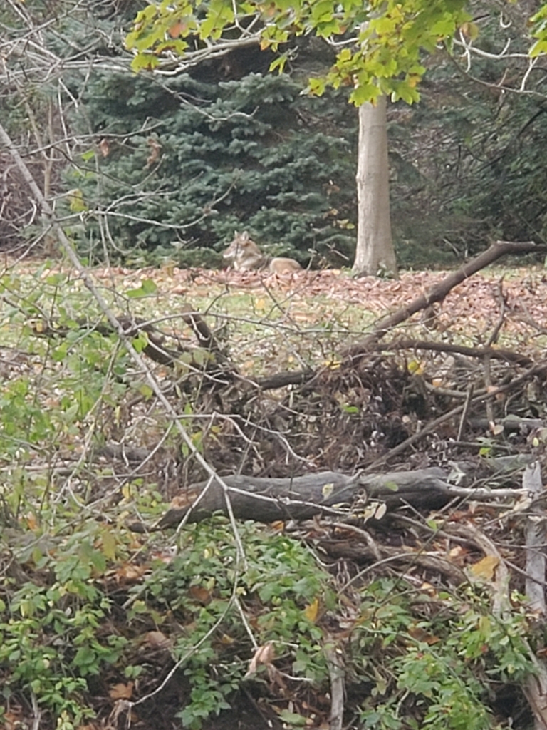 Coyote from Toronto, ON M9B 4L2, Canada on November 5, 2023 at 02:24 PM ...