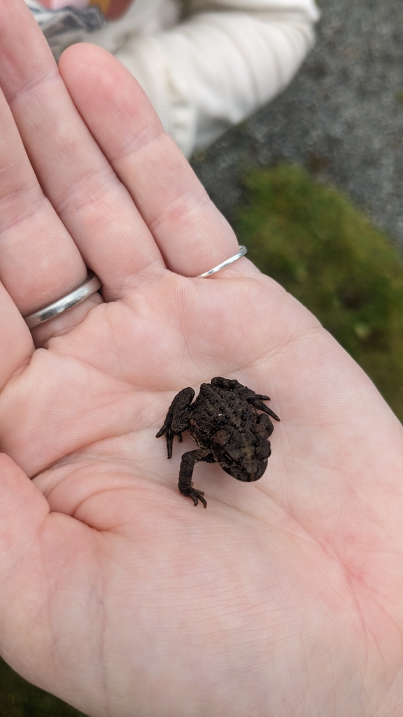 Western Toad in November 2023 by Dakota Vogel · iNaturalist