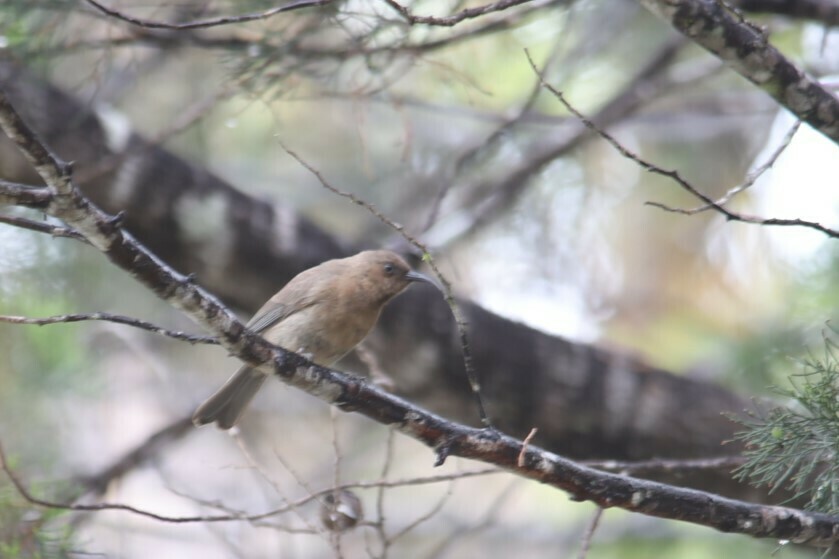 Dusky Myzomela from K'gari QLD 4581, Australia on November 29, 2022 at 03:04 PM by Mick Drews ...